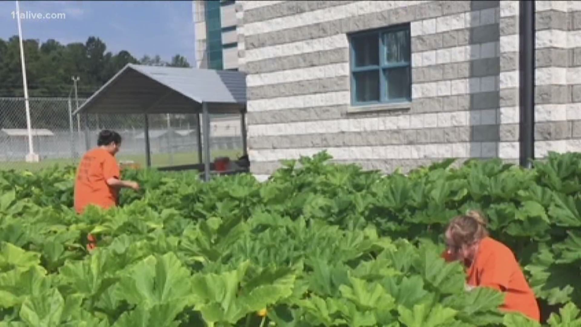 Planting hope through a jail garden program | 11alive.com
