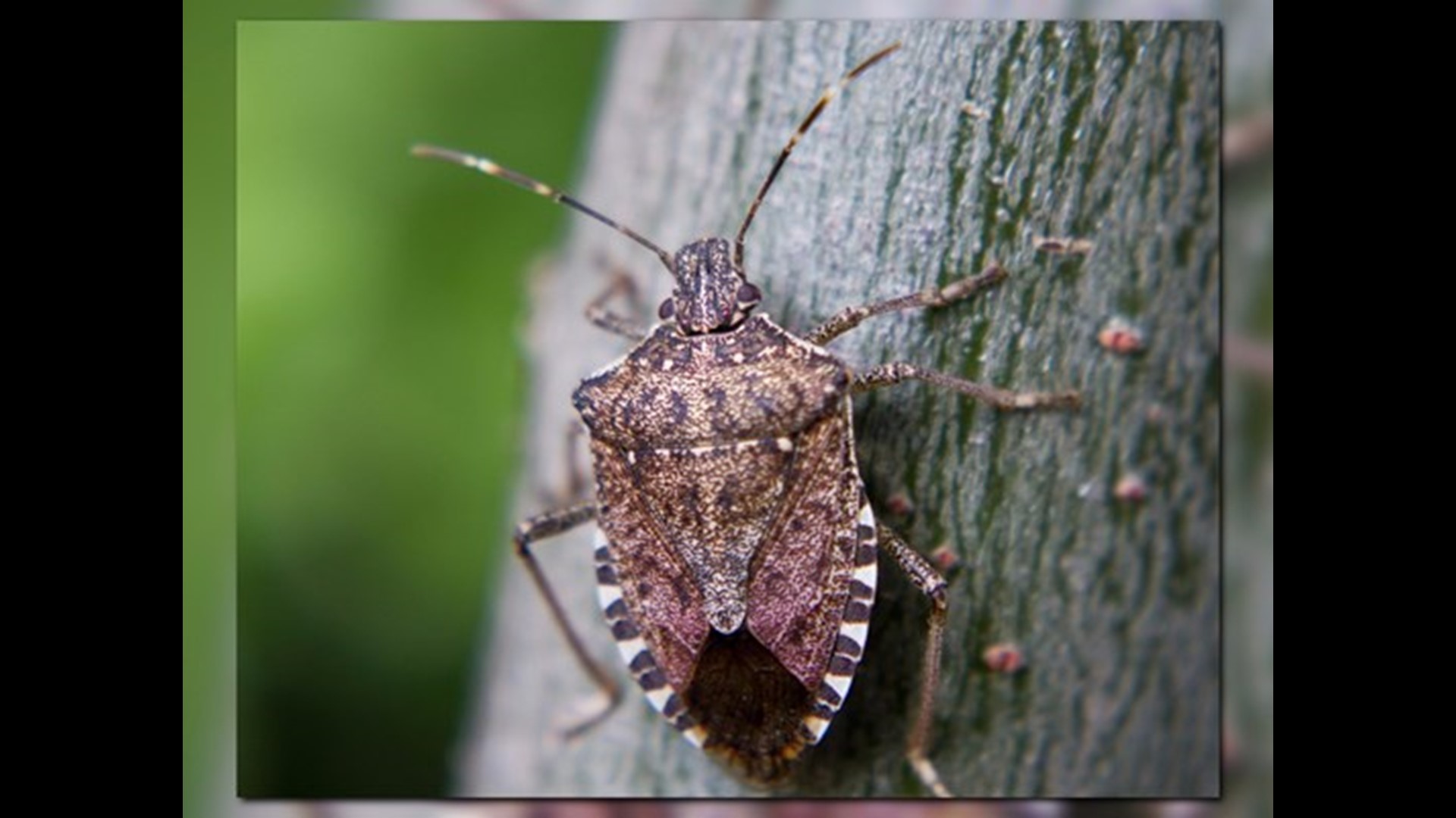 10 things to know about stink bugs | 11alive.com