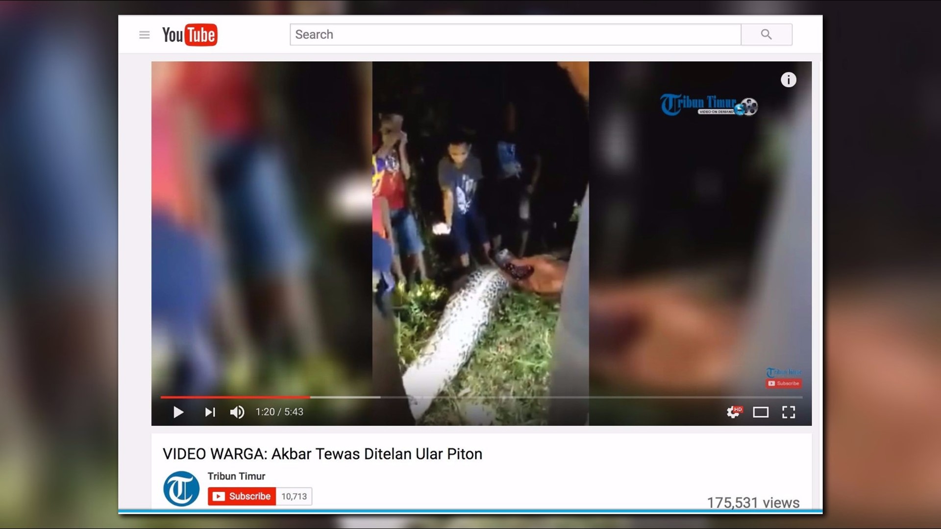 Indonesian farmer swallowed whole by 23-foot-long python | 11alive.com