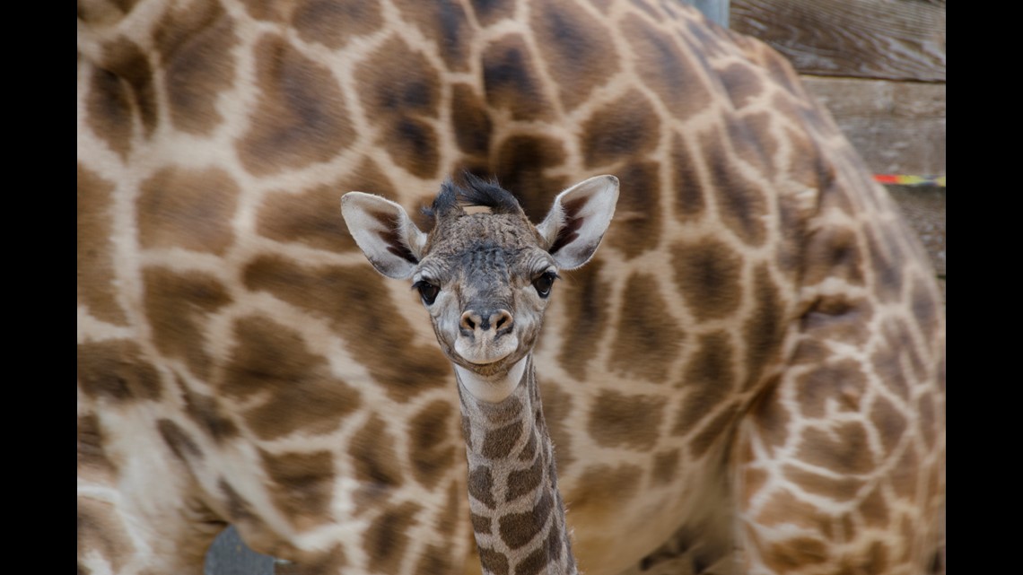 Houston Zoo announces birth of giraffe calf | 11alive.com