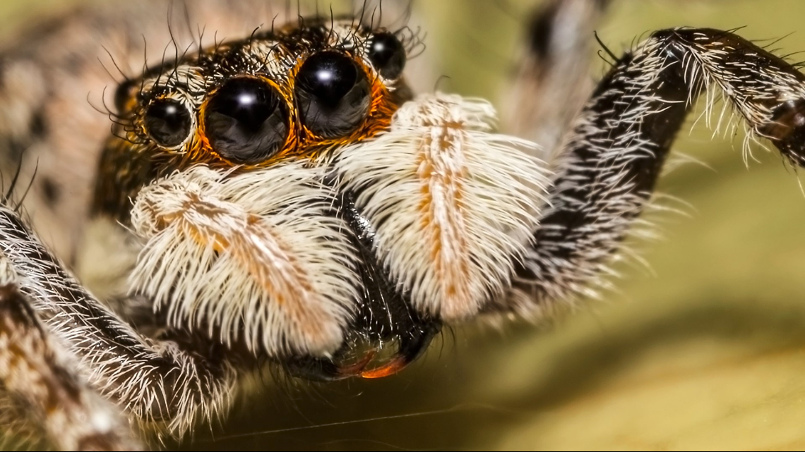 New 'softball-sized' spider species found in Baja California caves ...