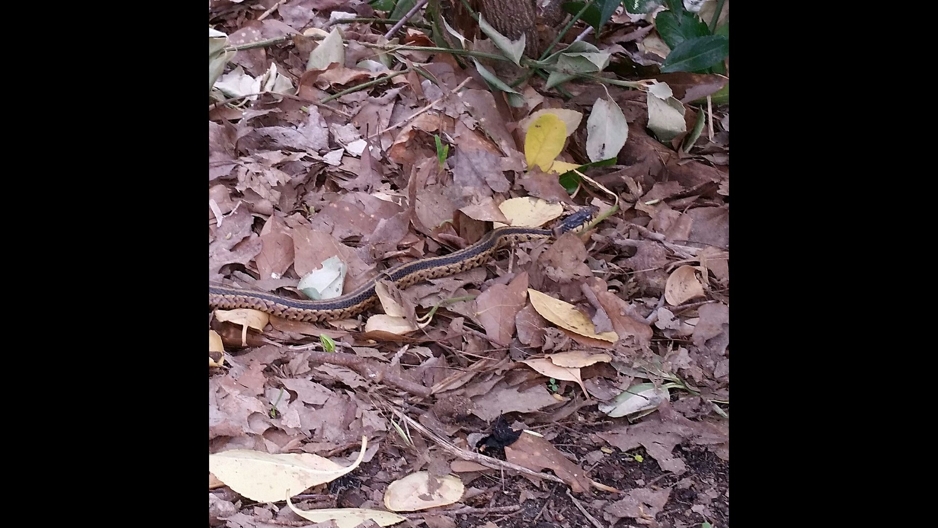 Snakes found in Georgia | 11alive.com
