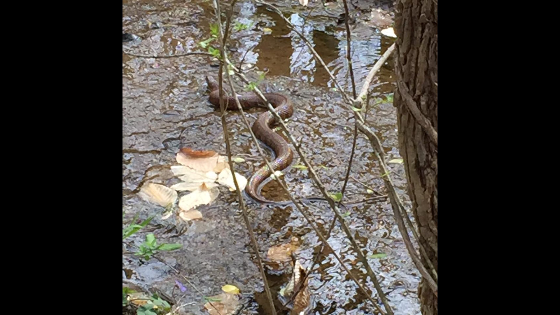 What should I do when I see a snake? | 11alive.com