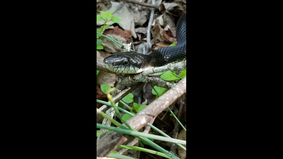 Snakes found in Georgia | 11alive.com