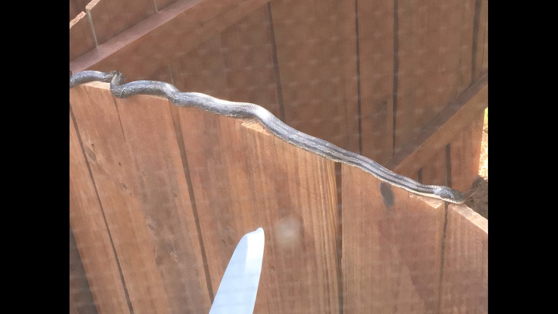 PHOTOS: Snakes seen in metro Atlanta | 11alive.com