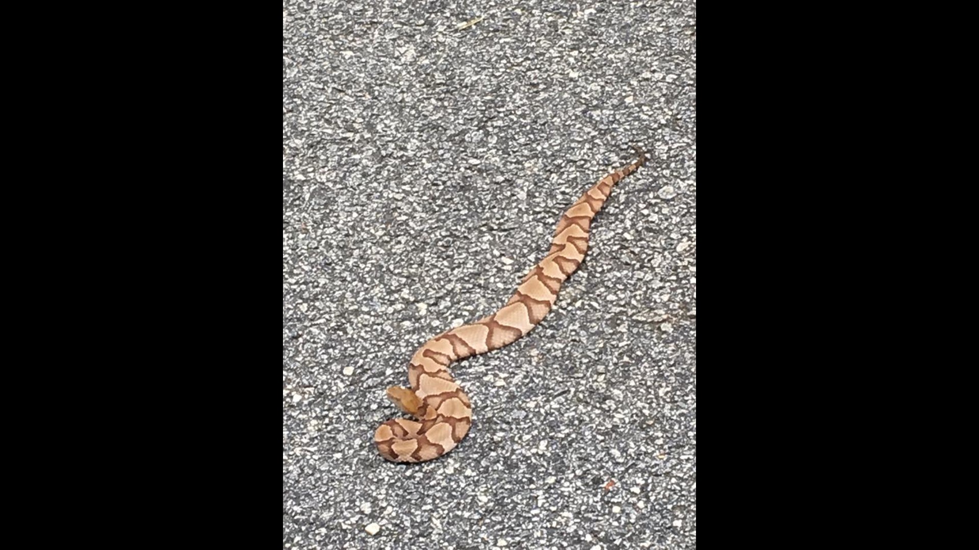 Snakes found in Georgia | 11alive.com