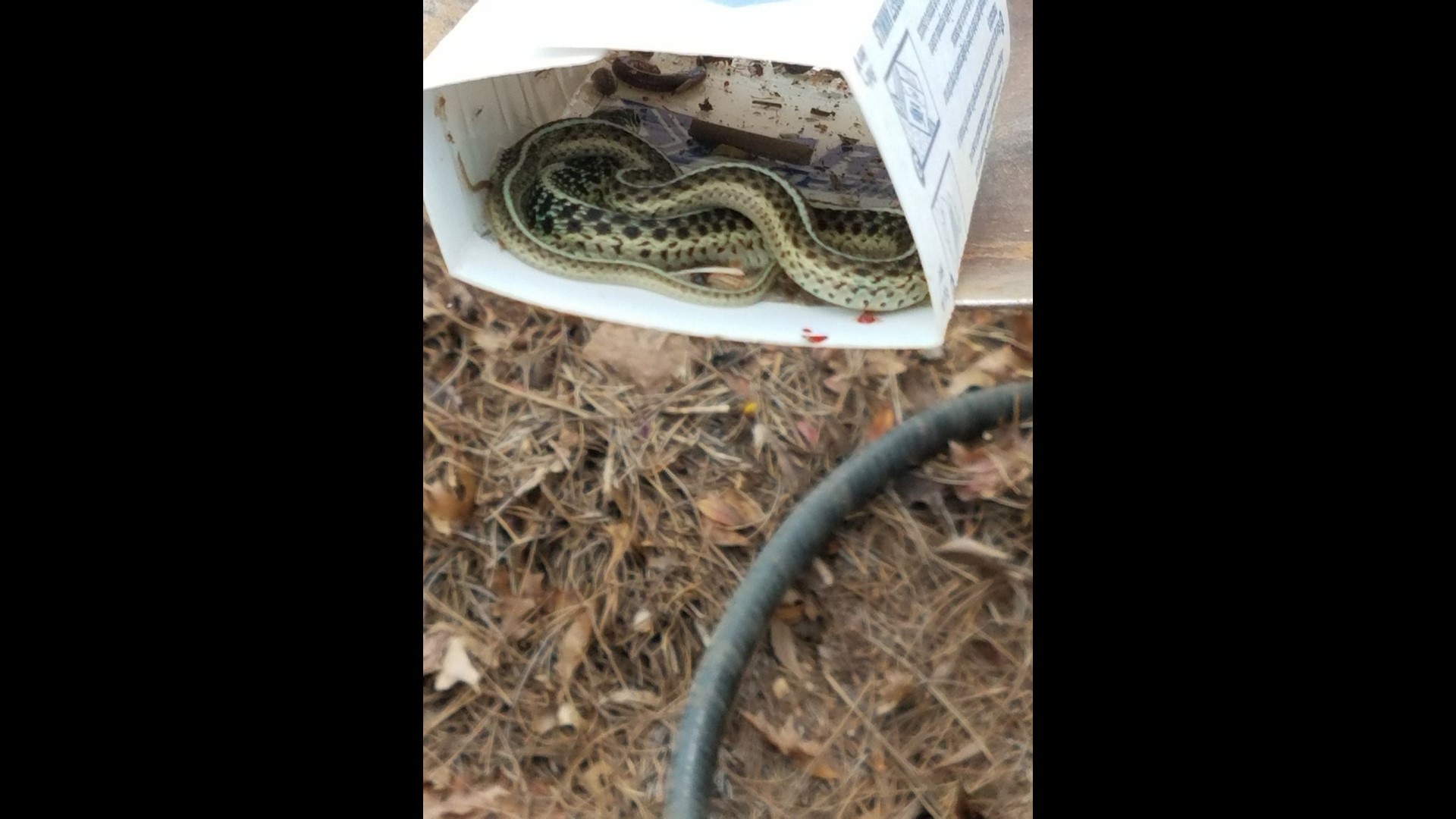 Snakes found in Georgia | 11alive.com