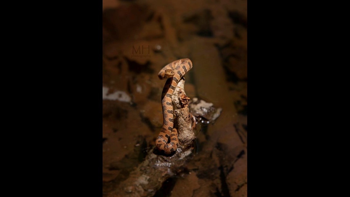 VERIFY: Was a massive copperhead snake found in Canton, Ga.? | 11alive.com