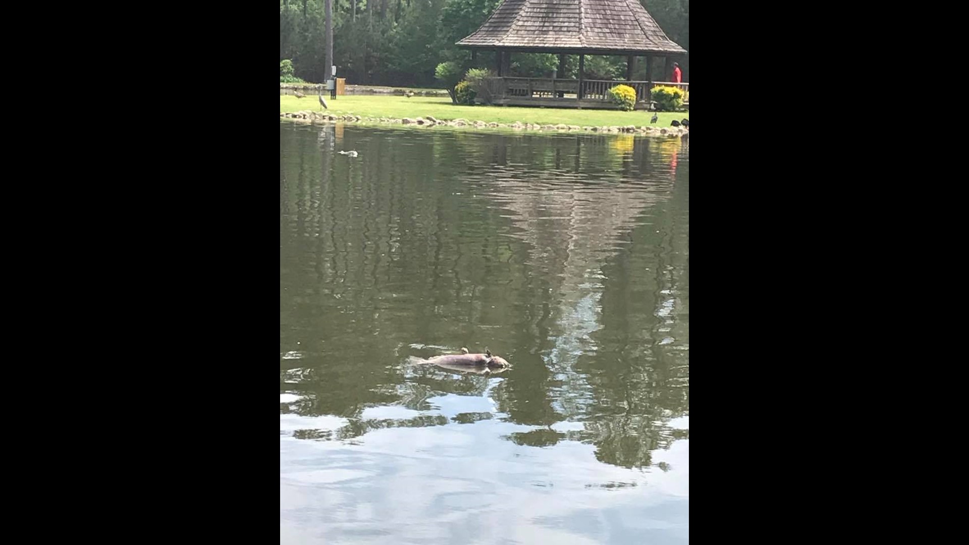 What's killing the fish at Dellinger Park? | 11alive.com