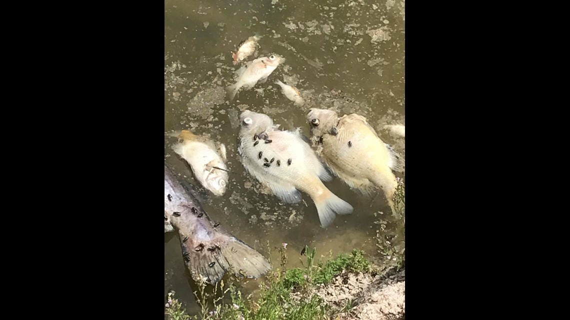 PHOTOS: Dead fish at Dellinger Park | 11alive.com