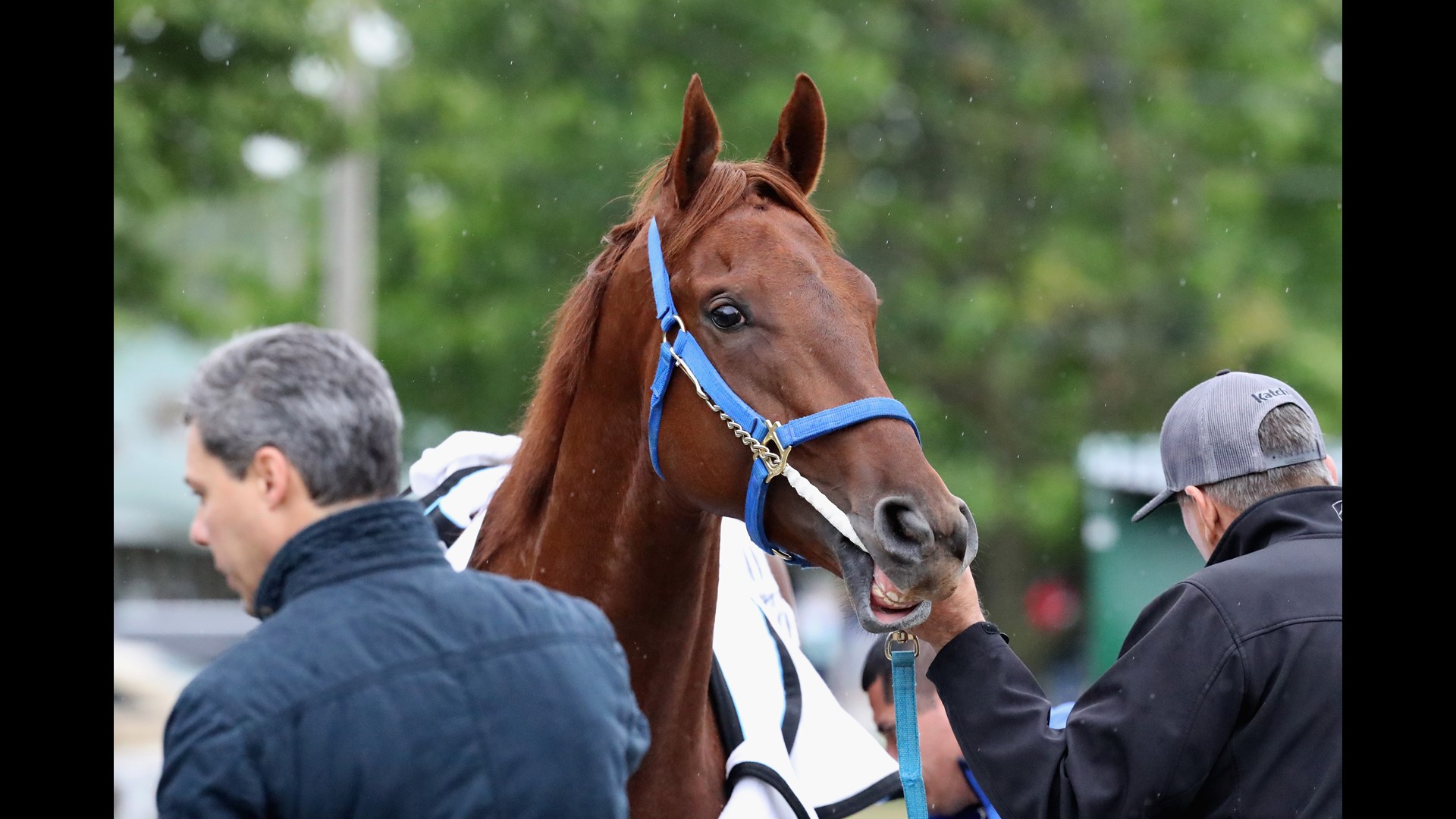 What's in a name: How Thoroughbred Race Horses get such unique names ...