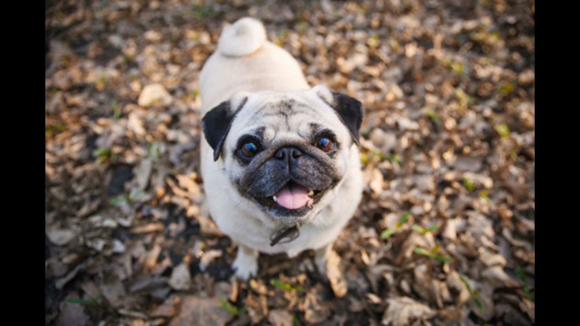 Family's pug chases off would-be robbers | 11alive.com