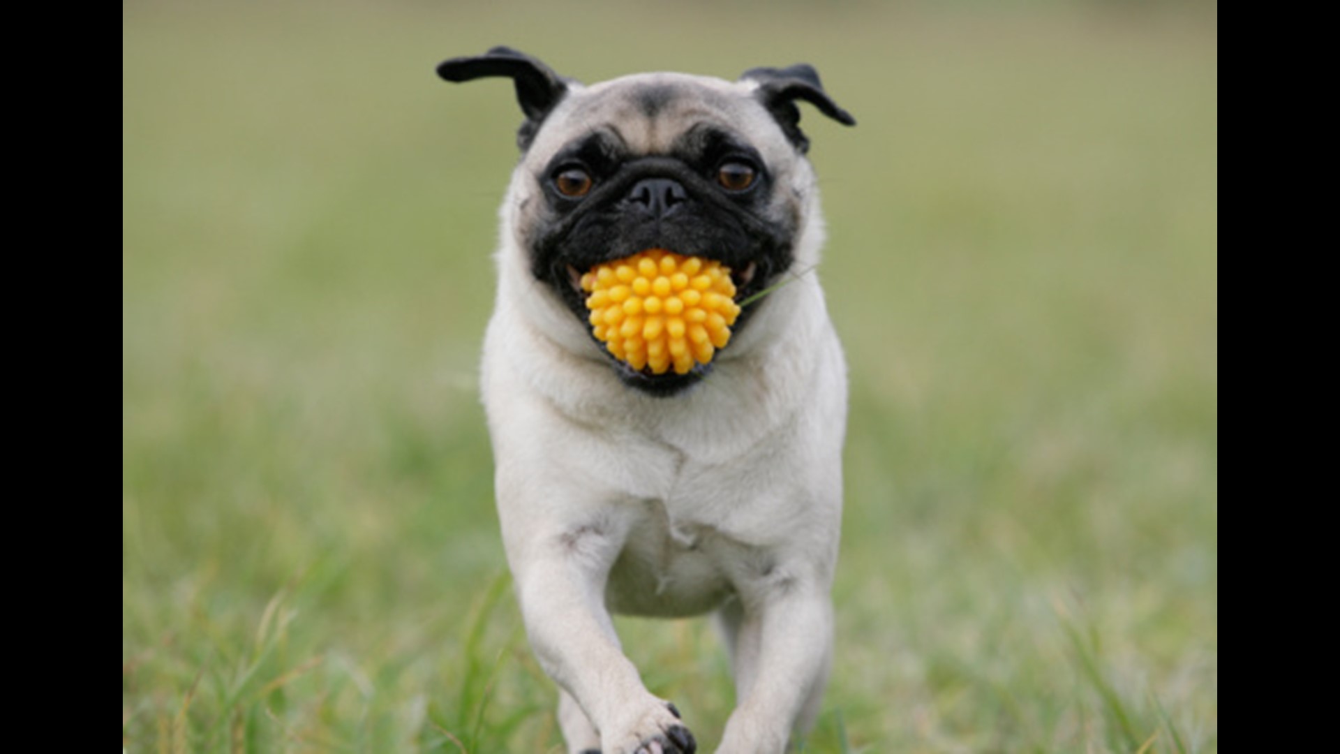 Family's pug chases off would-be robbers | 11alive.com