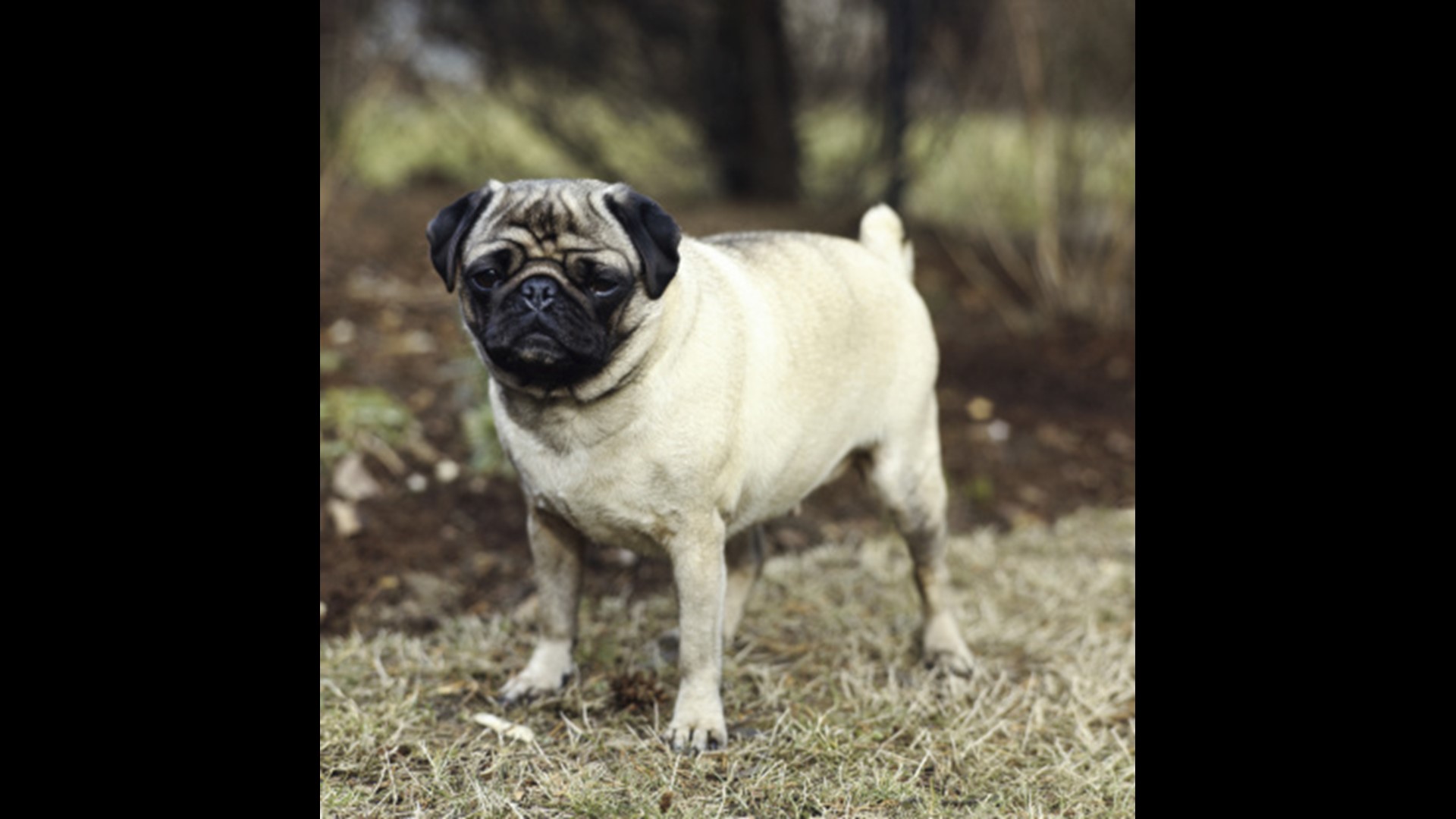Family's pug chases off would-be robbers | 11alive.com