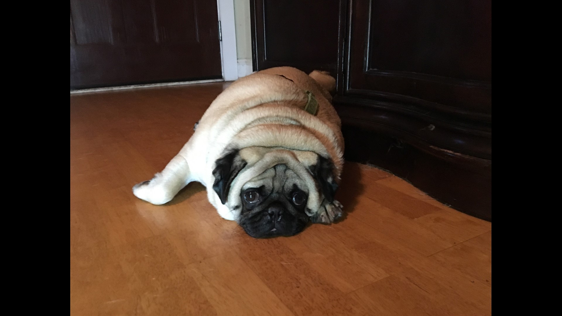 Family's pug chases off would-be robbers | 11alive.com