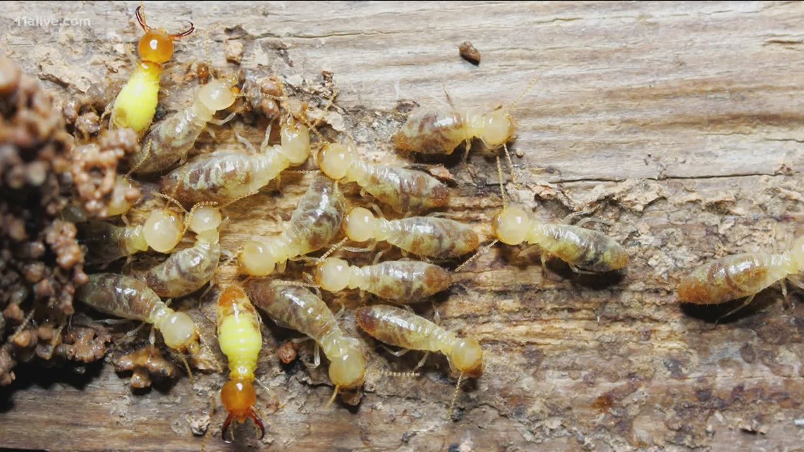 Report names Atlanta a top termite city | Details | 11alive.com