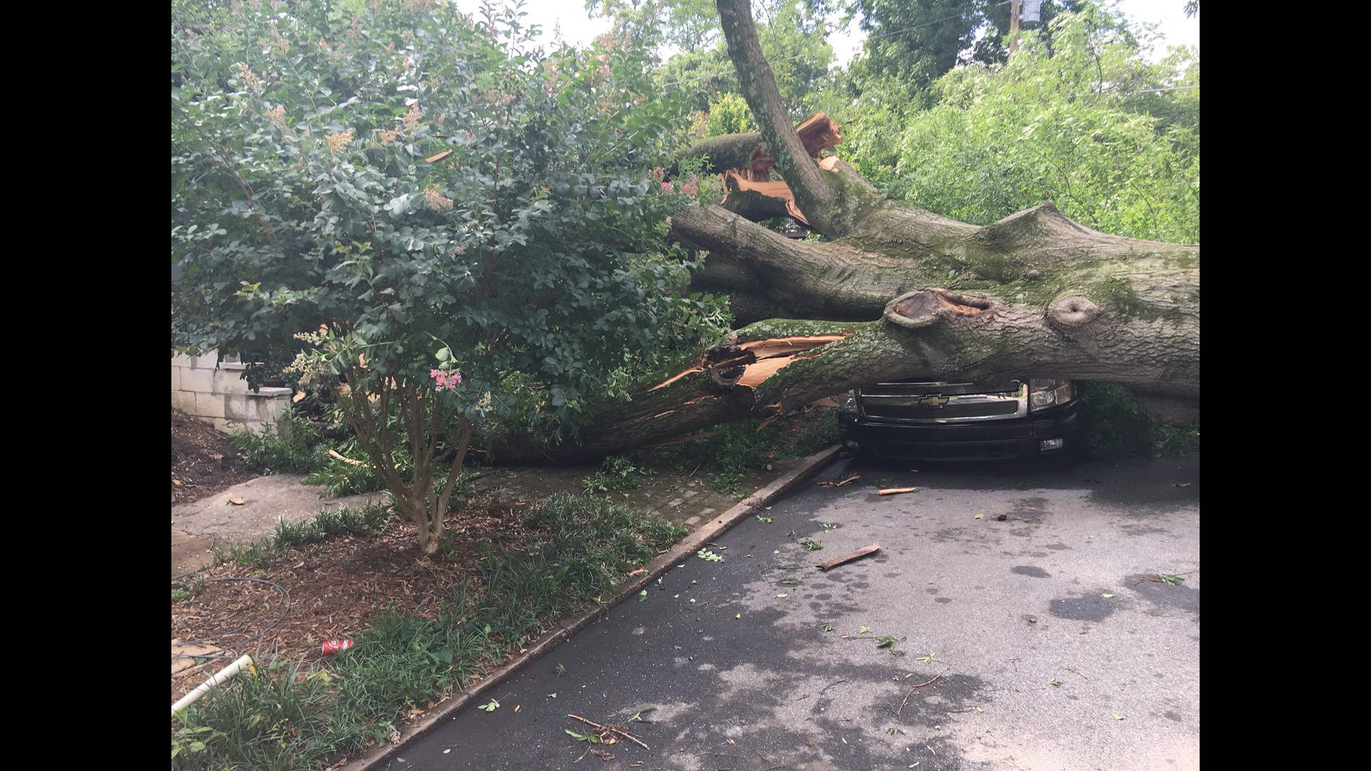 Trees fall in Midtown as storms move through | 11alive.com