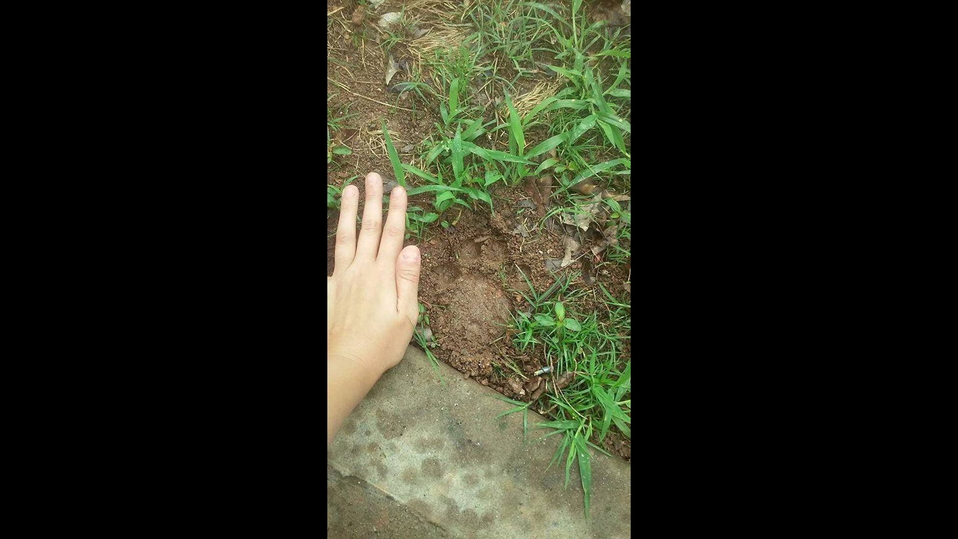 Big cat tracks: What's lurking near the banks of local river | 11alive.com