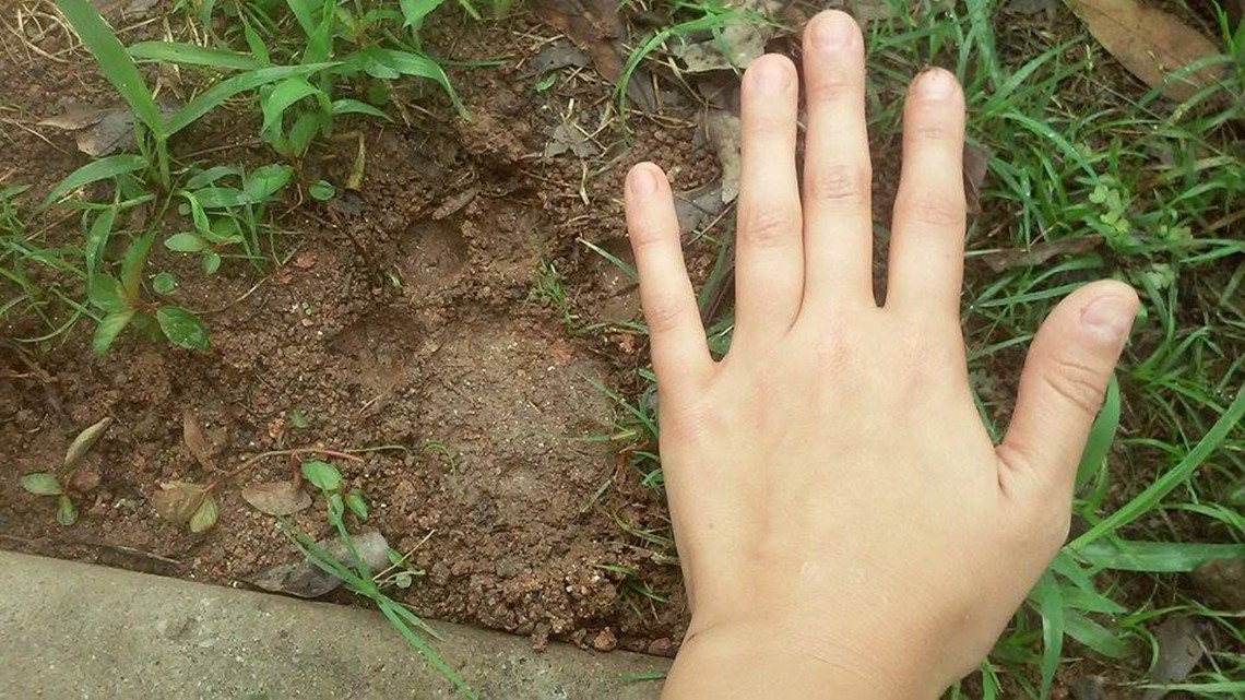Big cat tracks: What's lurking near the banks of local river | 11alive.com