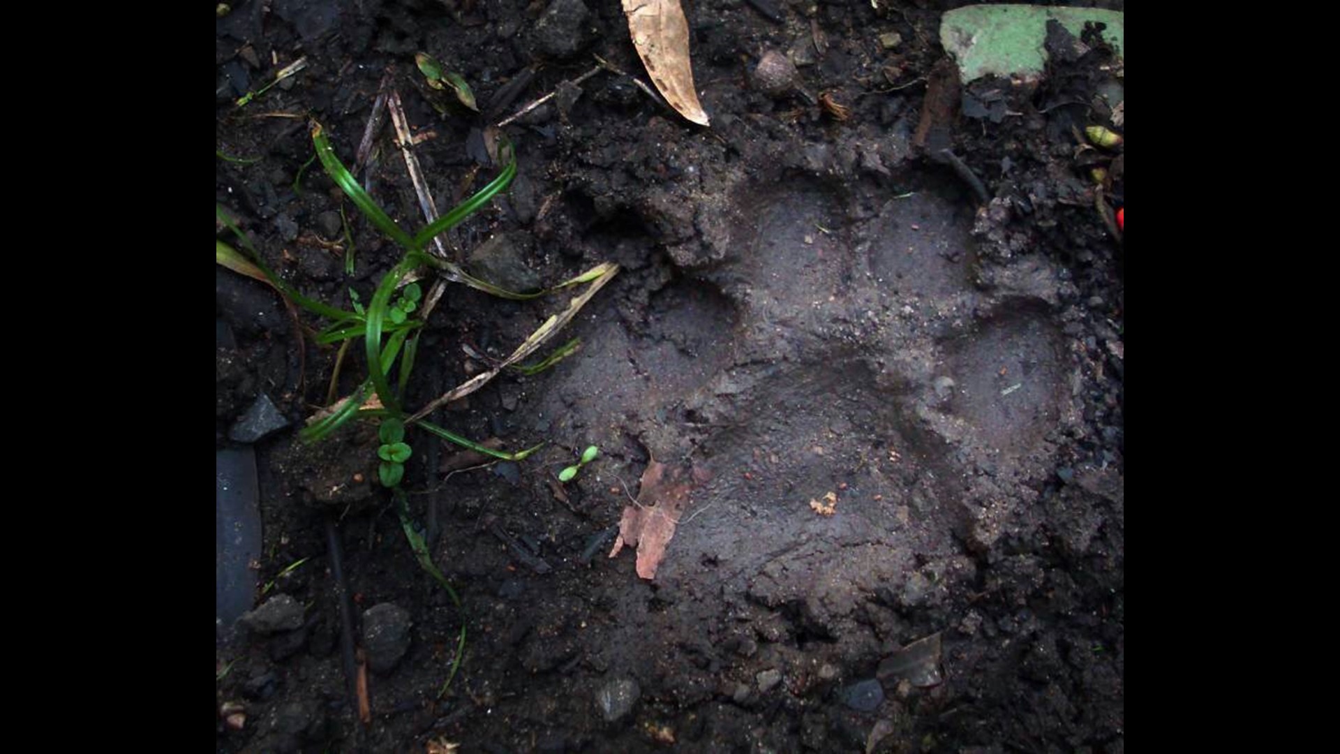 Big cat tracks: What's lurking near the banks of local river | 11alive.com