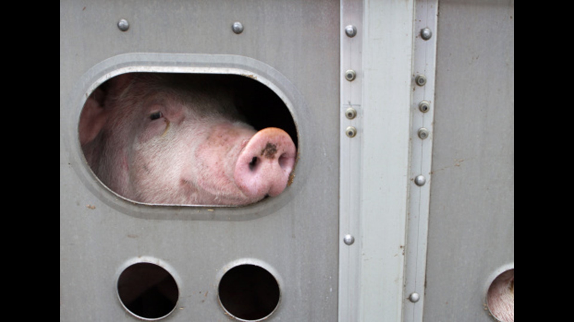 Crews save 150 pigs from becoming bacon | 11alive.com