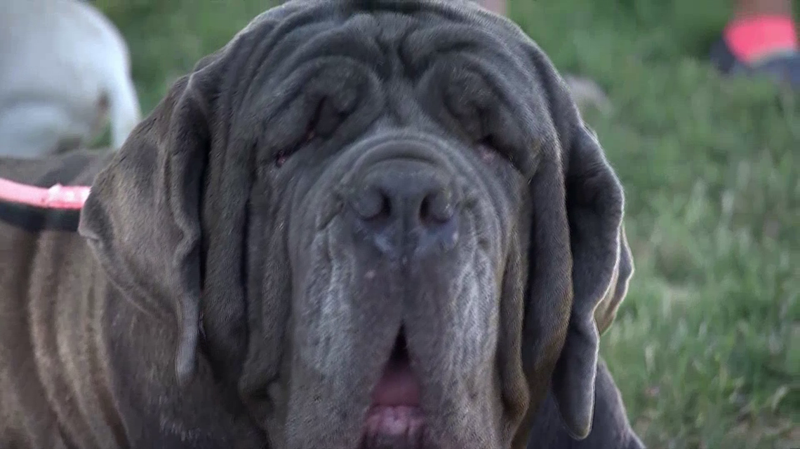 Massive Mastiff wins 29th annual Ugliest Dog contest | 11alive.com