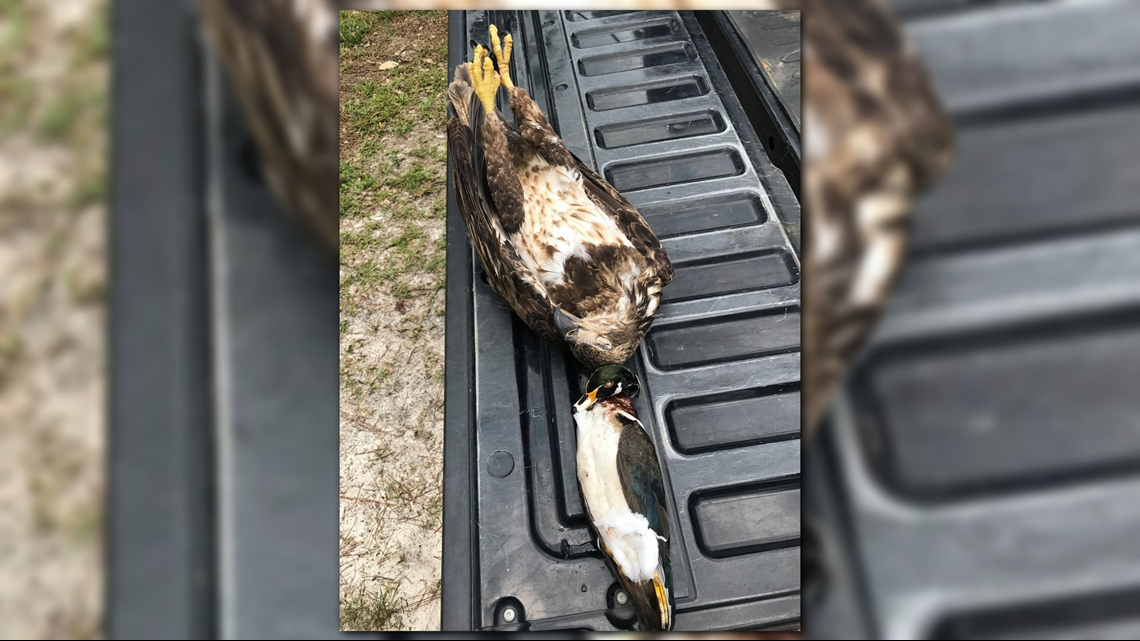 Death of bald eagle leads to arrests of 2 men | 11alive.com
