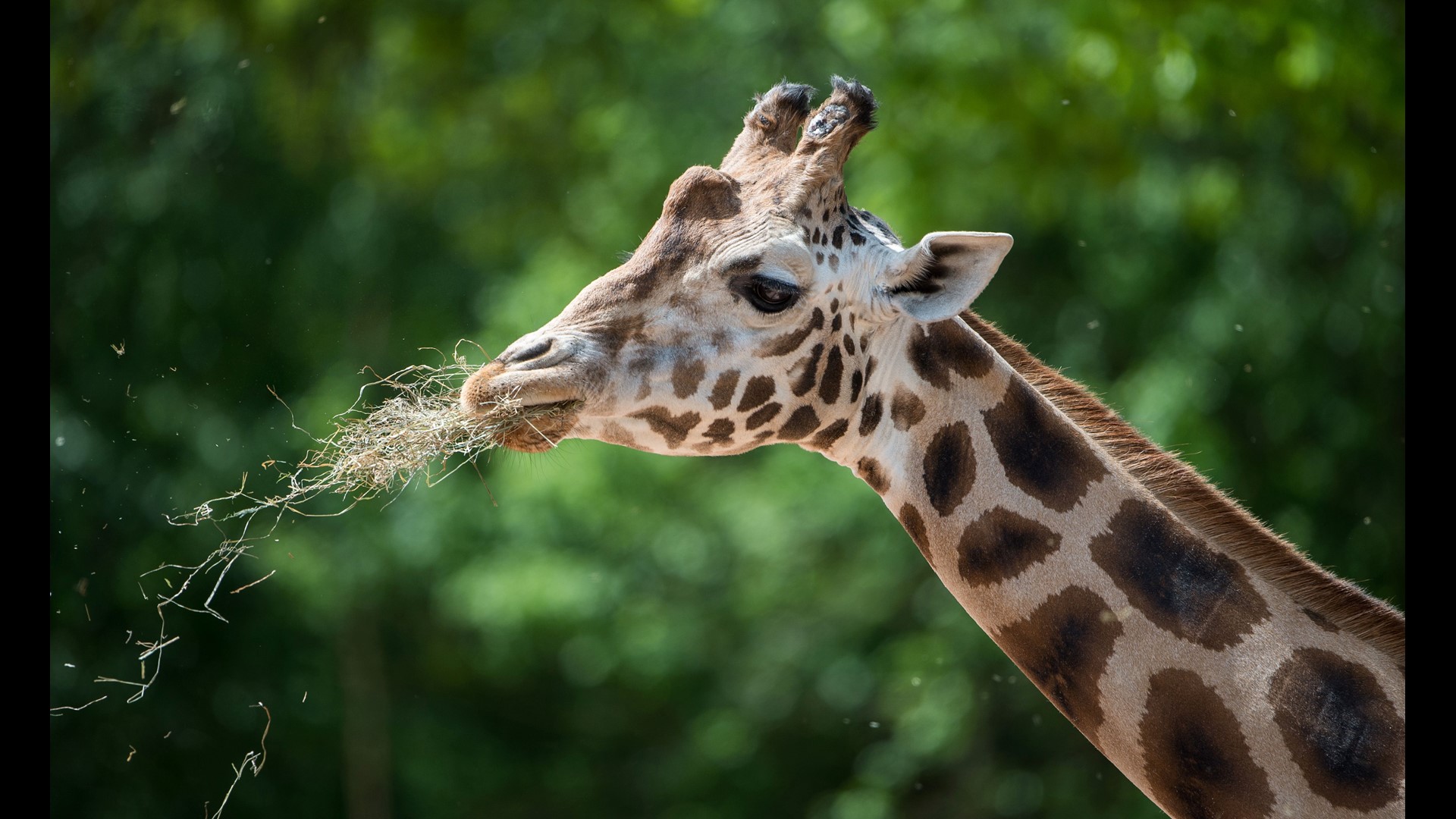 Giraffe dies from broken neck | 11alive.com