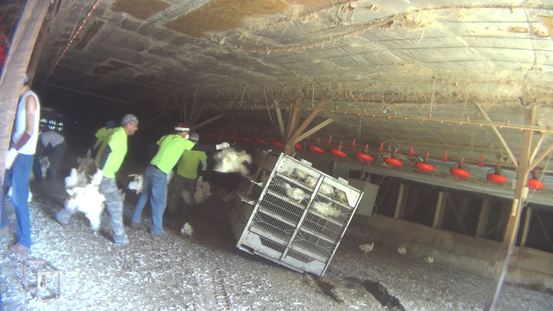 Undercover video shows alleged abuse at local chicken farm | 11alive.com