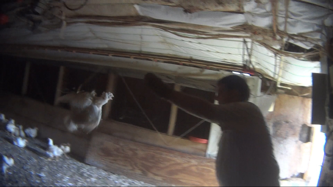 Undercover video shows alleged abuse at local chicken farm | 11alive.com