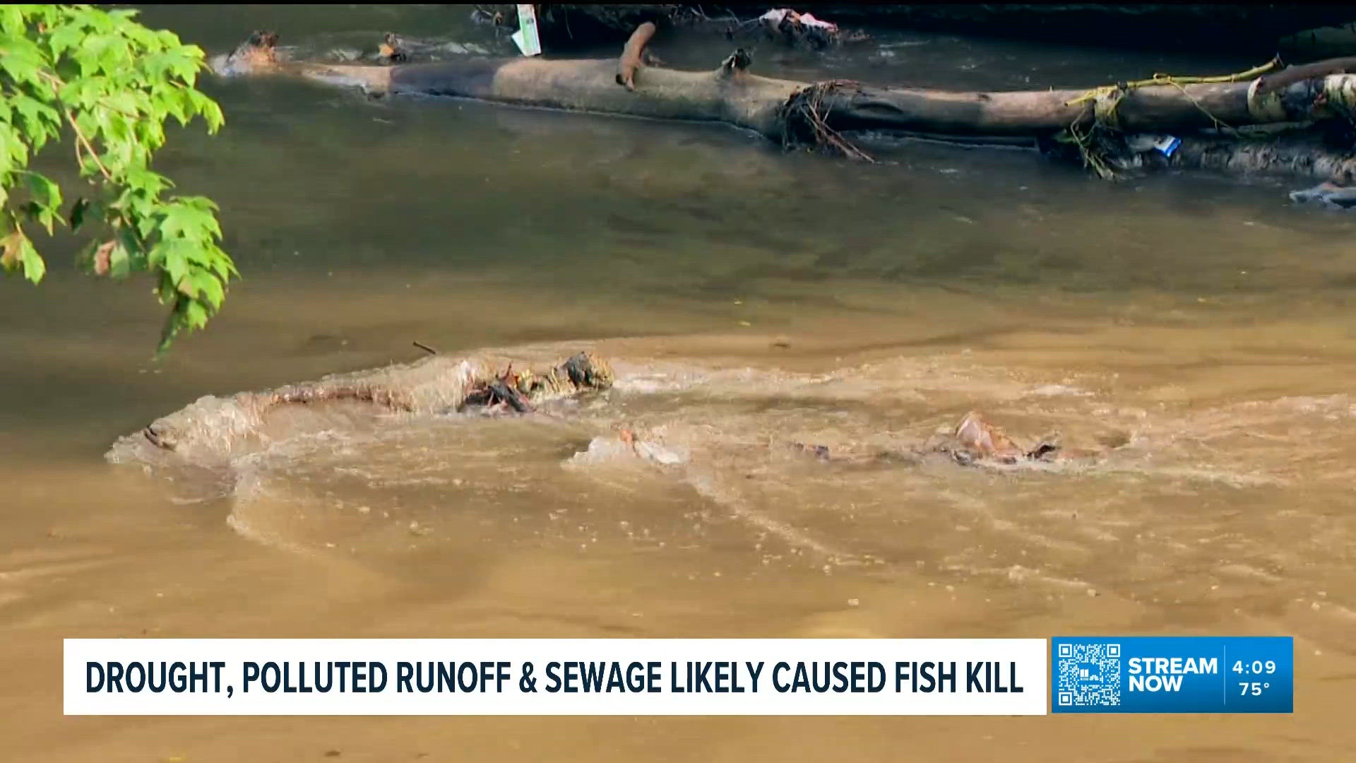 What we know about fish kill incident along Chattahoochee River ...