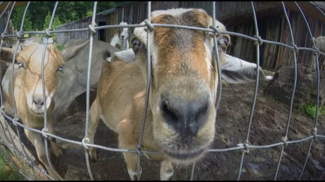 Goats on the roof? Rabun County man hopes his 'aliens' will stick ...