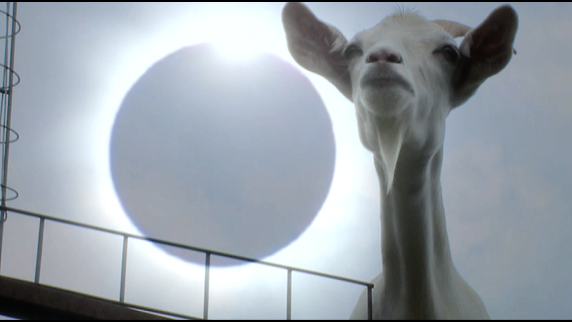Goats on the roof? Rabun County man hopes his 'aliens' will stick ...