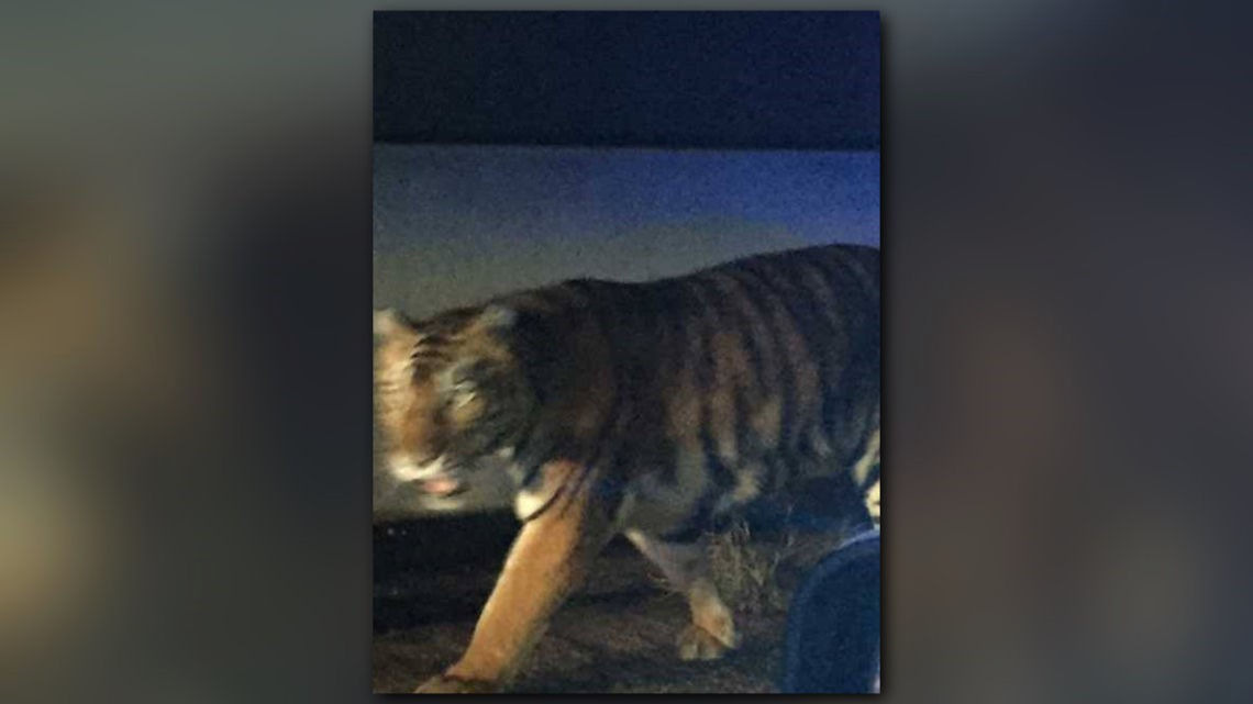Where did the tiger shot on I-75 come from? We now know | 11alive.com