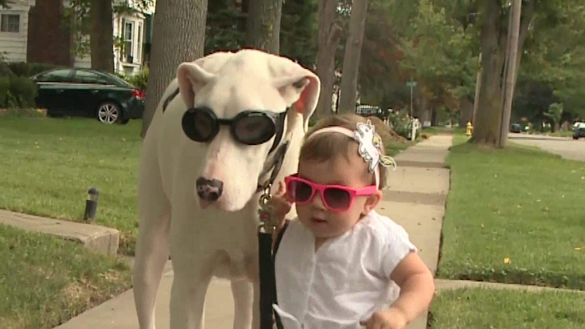 Toddler forms amazing bond with deaf, blind, gentle giant | 11alive.com