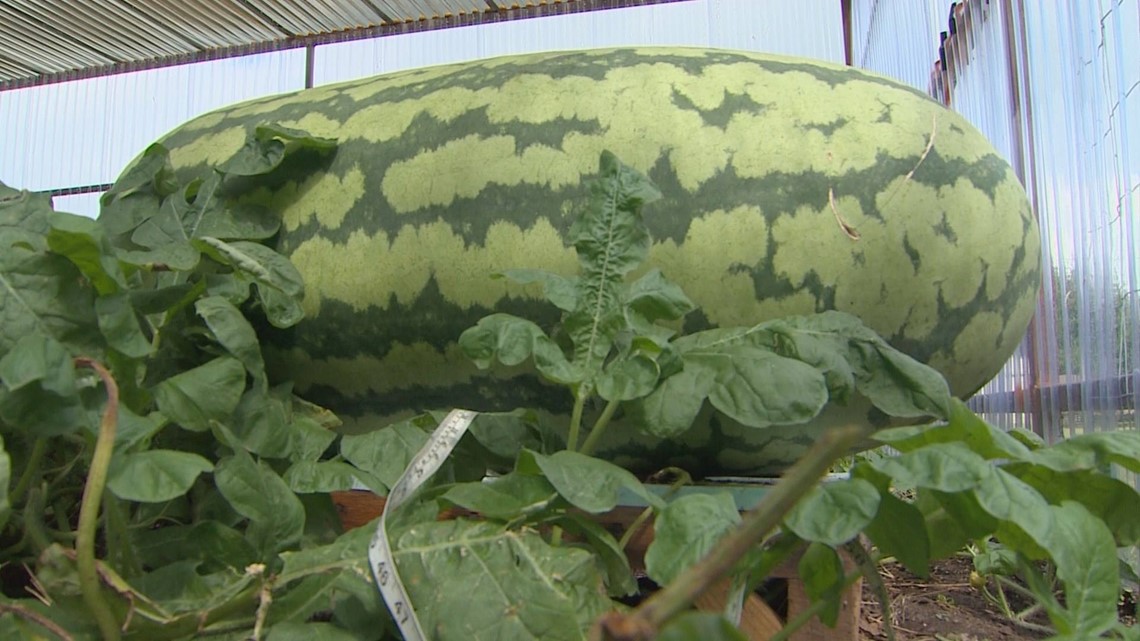 Texas man grows human-sized watermelons | 11alive.com