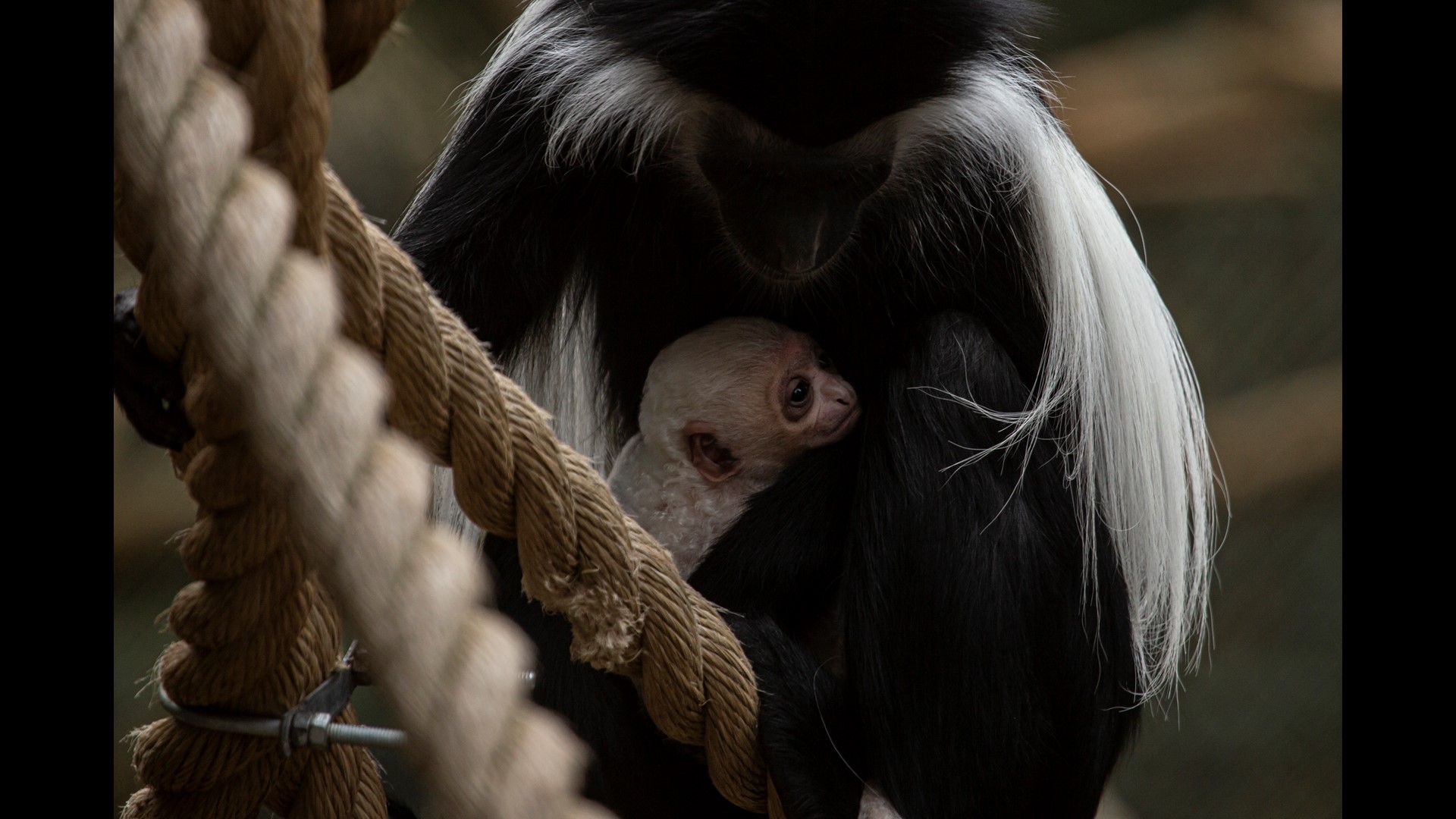 Zoo Atlanta new Angolan Colobus monkey | 11alive.com