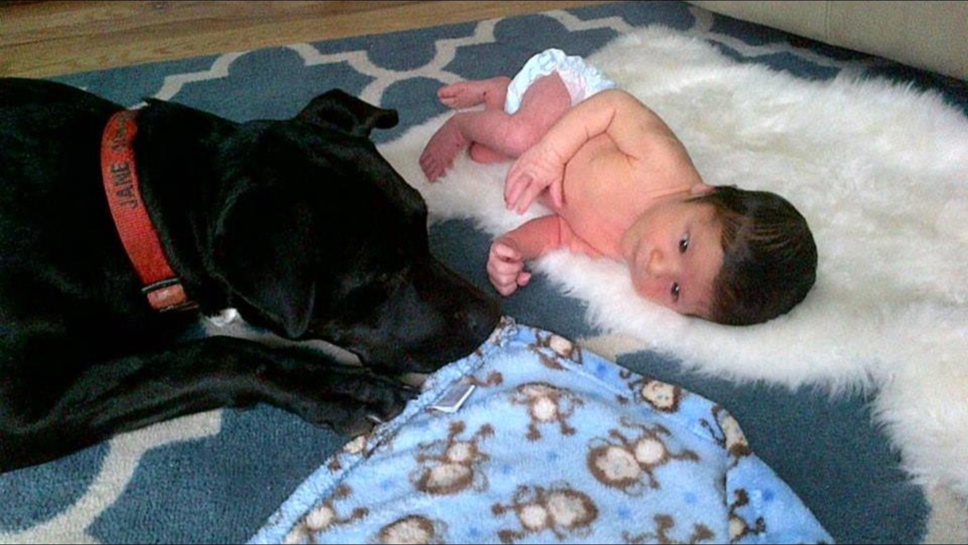 APD initiates plan to increase animal cruelty education | 11alive.com