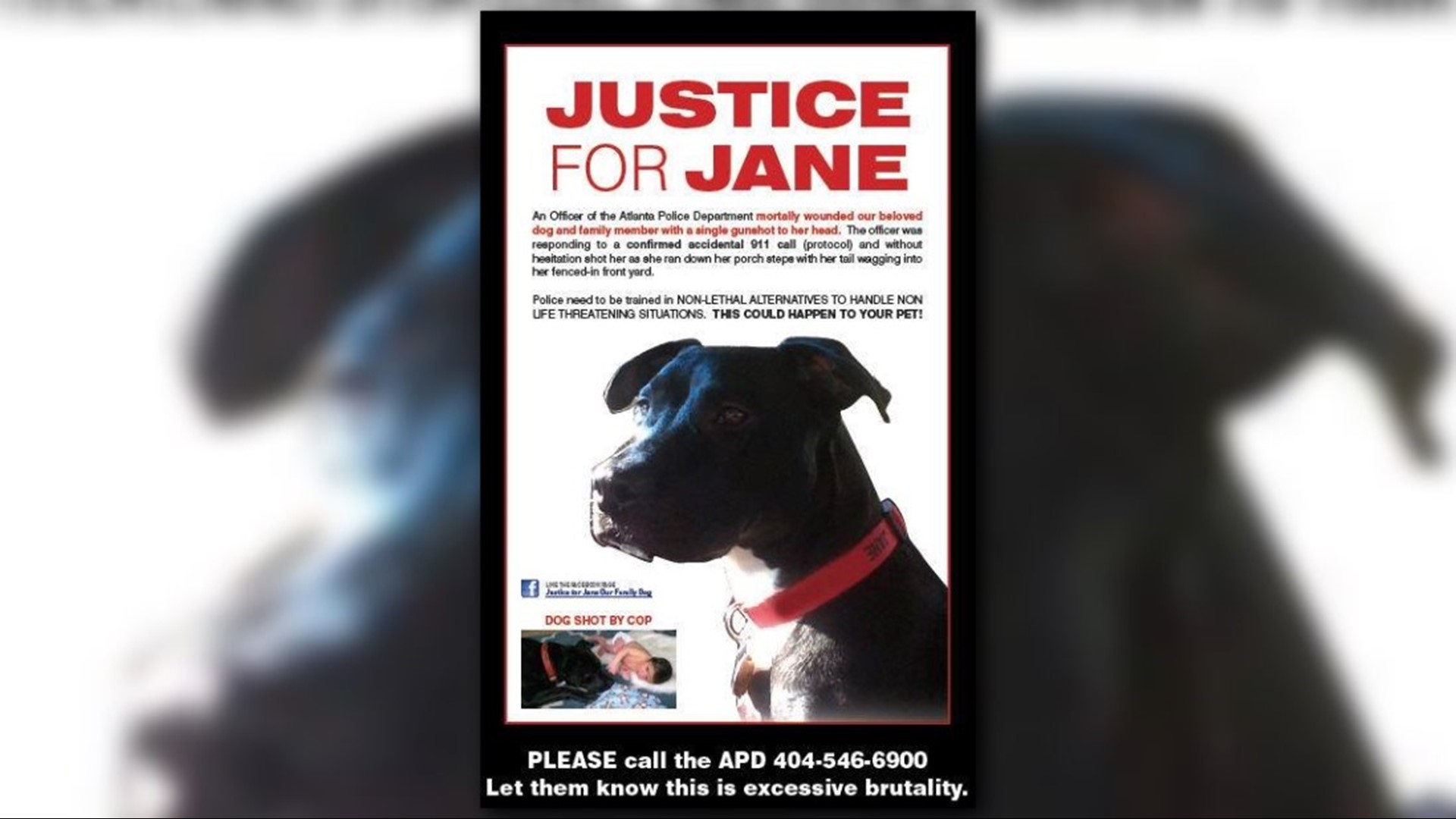 APD initiates plan to increase animal cruelty education | 11alive.com