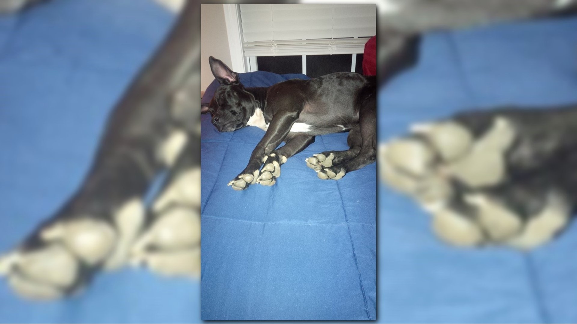 APD initiates plan to increase animal cruelty education | 11alive.com