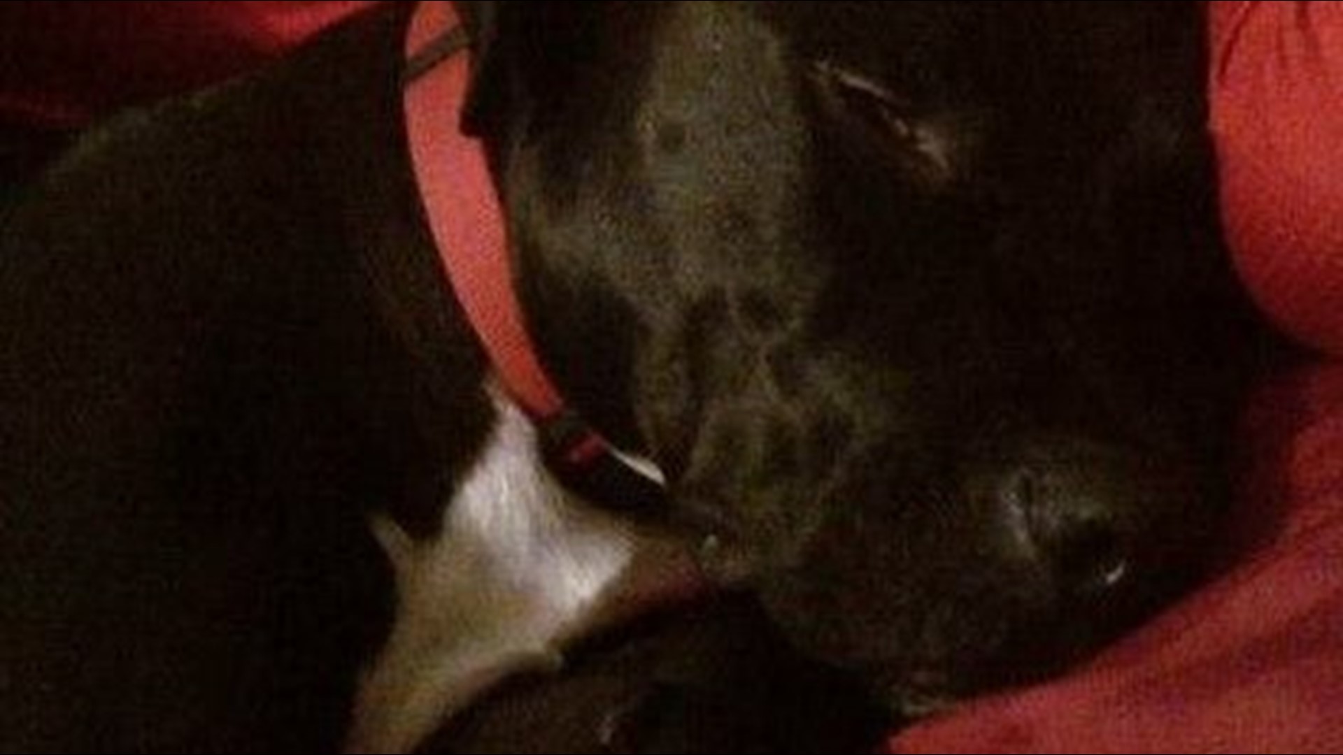 APD initiates plan to increase animal cruelty education | 11alive.com