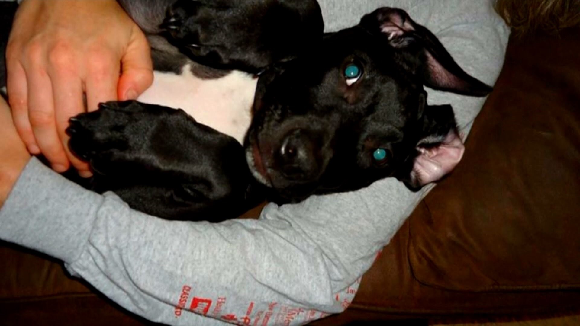 APD initiates plan to increase animal cruelty education | 11alive.com