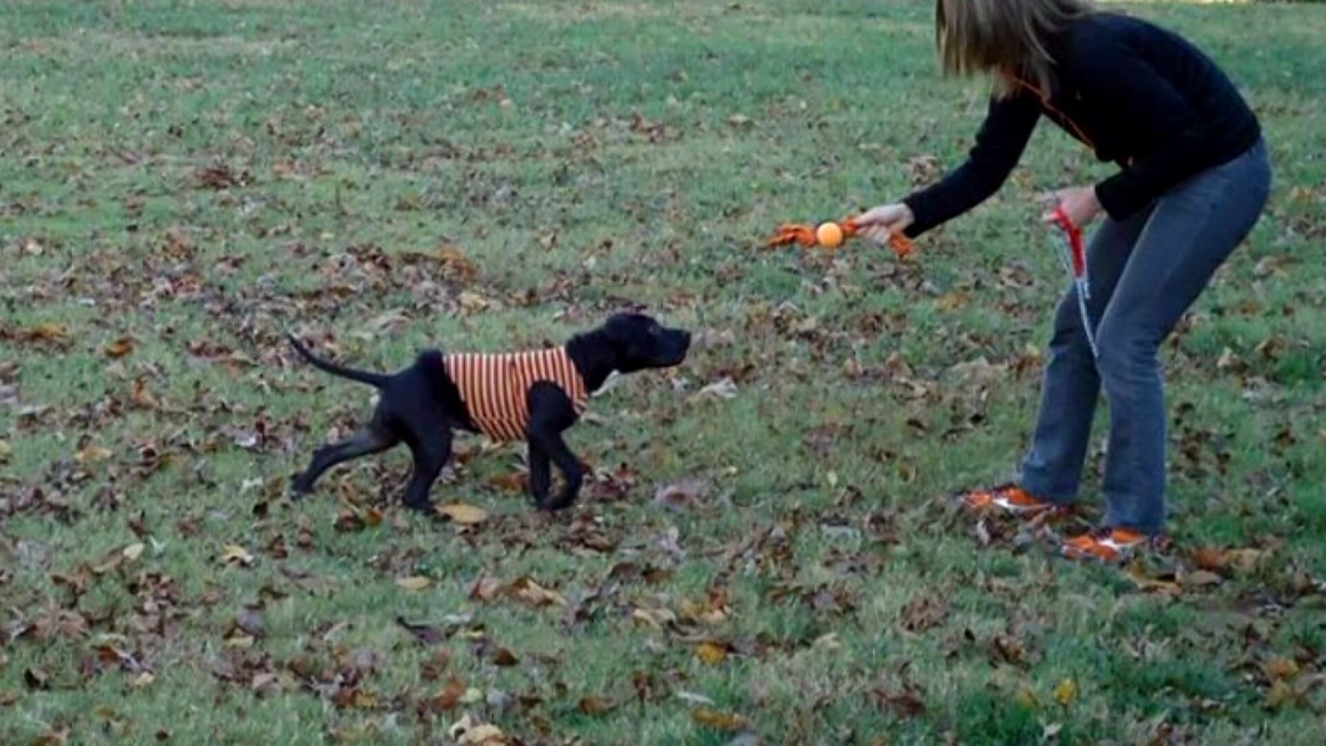APD initiates plan to increase animal cruelty education | 11alive.com