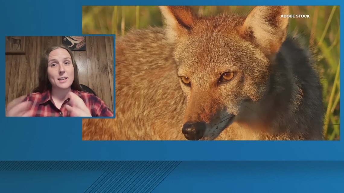 11Alive News: The Take | UGA study on coyote population surge (10/6/25 ...