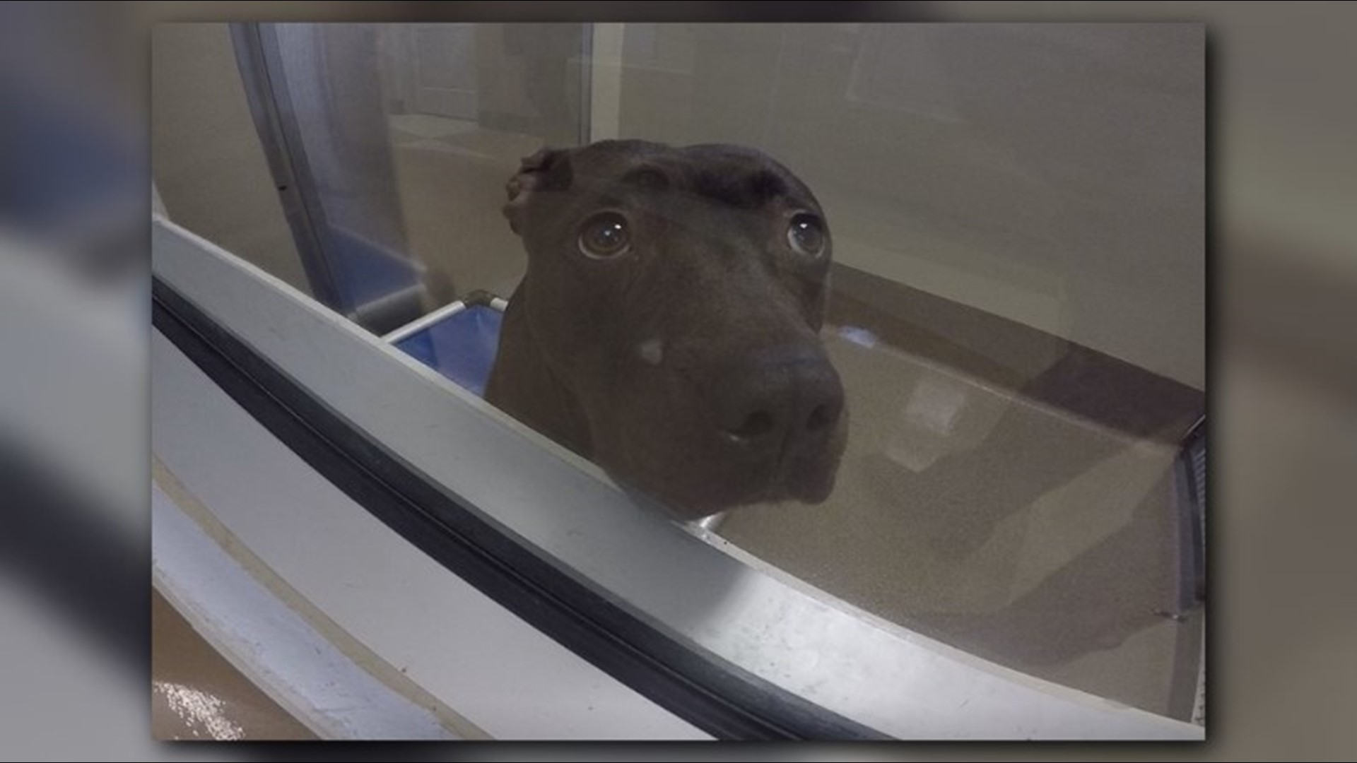 No-kill resolution passed for DeKalb County animal shelters | 11alive.com