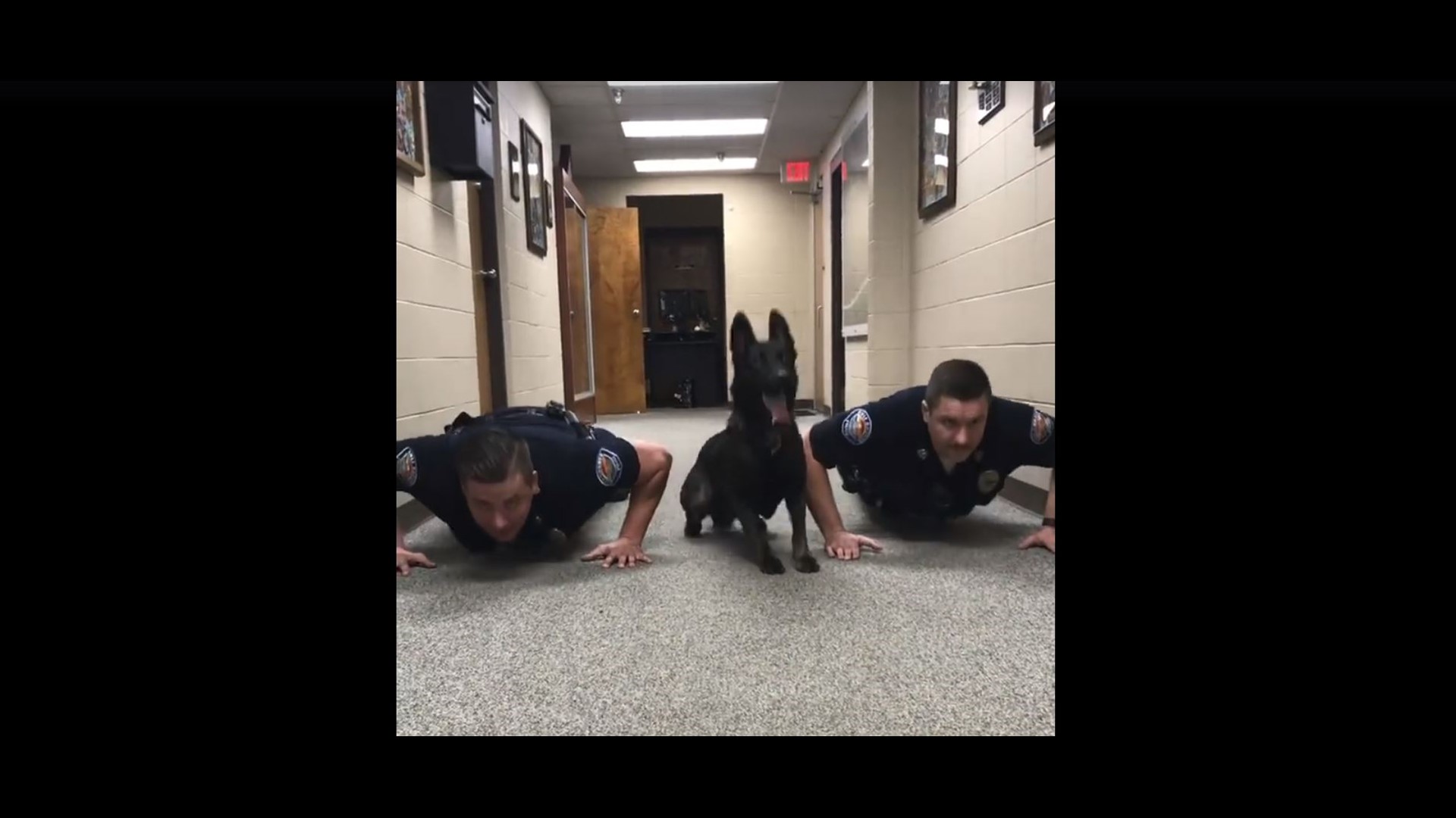 WATCH: Police dog does push ups with officers | 11alive.com