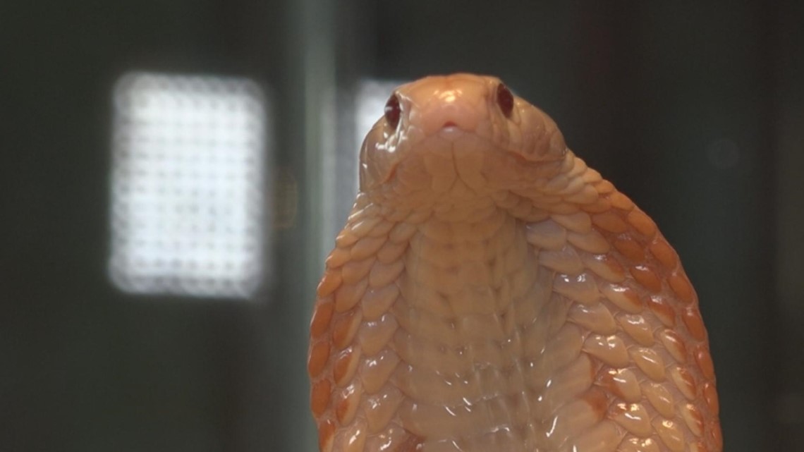 A snake handler survives a Cobra bite | 11alive.com