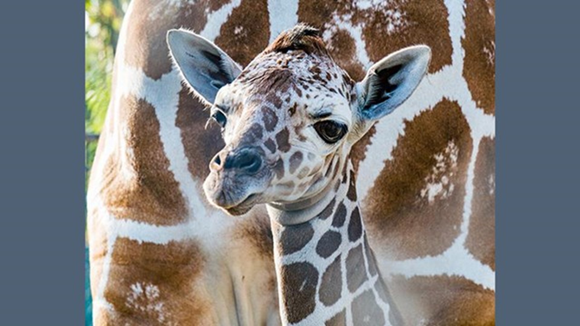 Rare 'talking' giraffe caught on camera at Texas zoo | 11alive.com