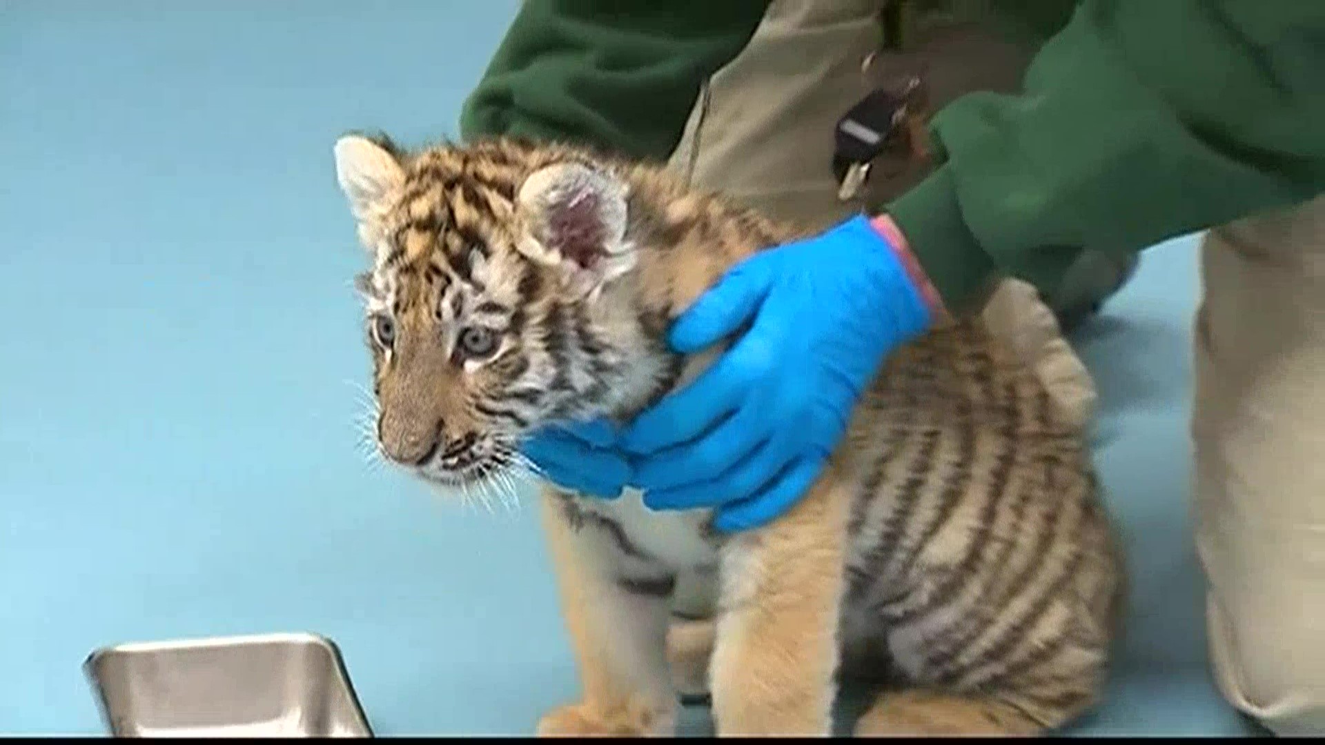 Pittsburgh Zoo welcomes new tiger cubs | 11alive.com