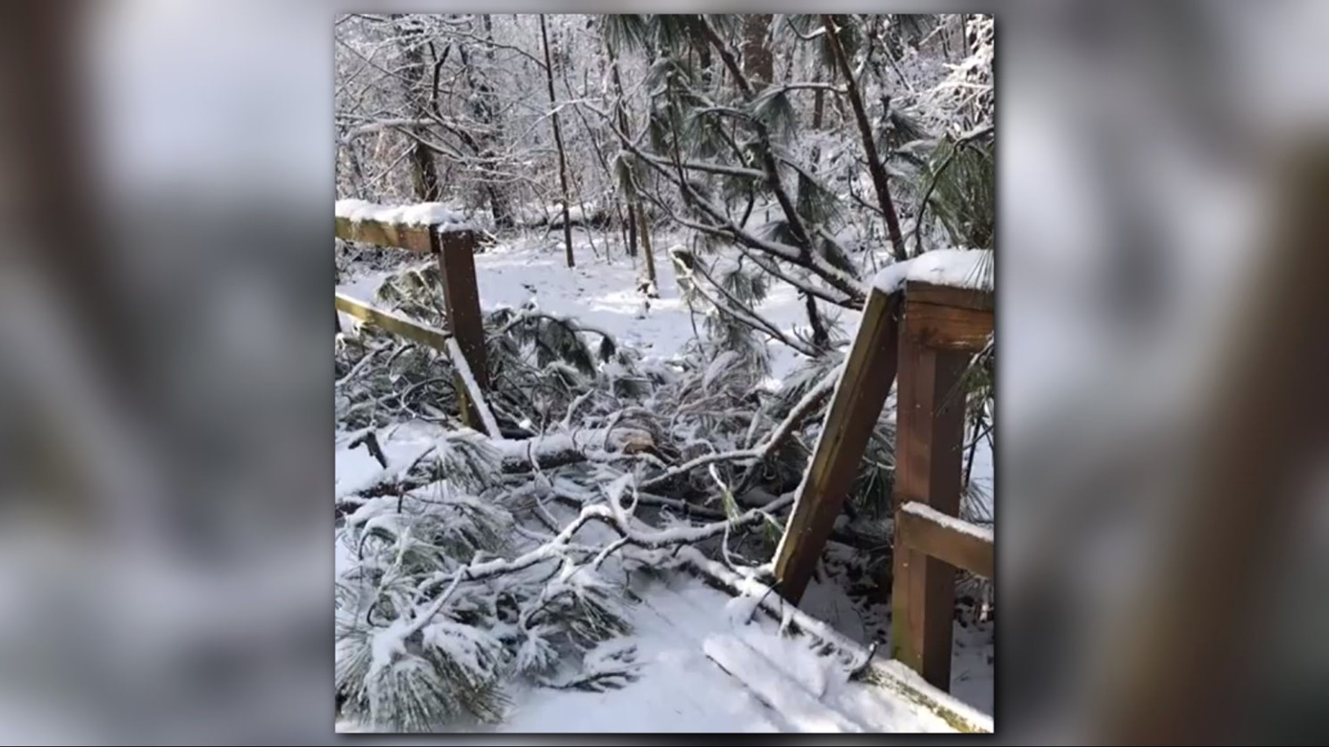 Kennesaw mom paralyzed after tree limb falls on her | 11alive.com